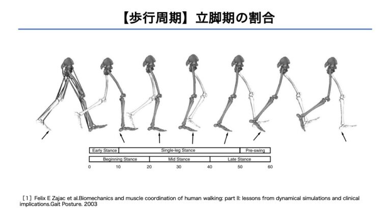 【立脚後期の筋活動】 腓腹筋とヒラメ筋 – モーターセンス｜リハビリ・整体｜十勝帯広
